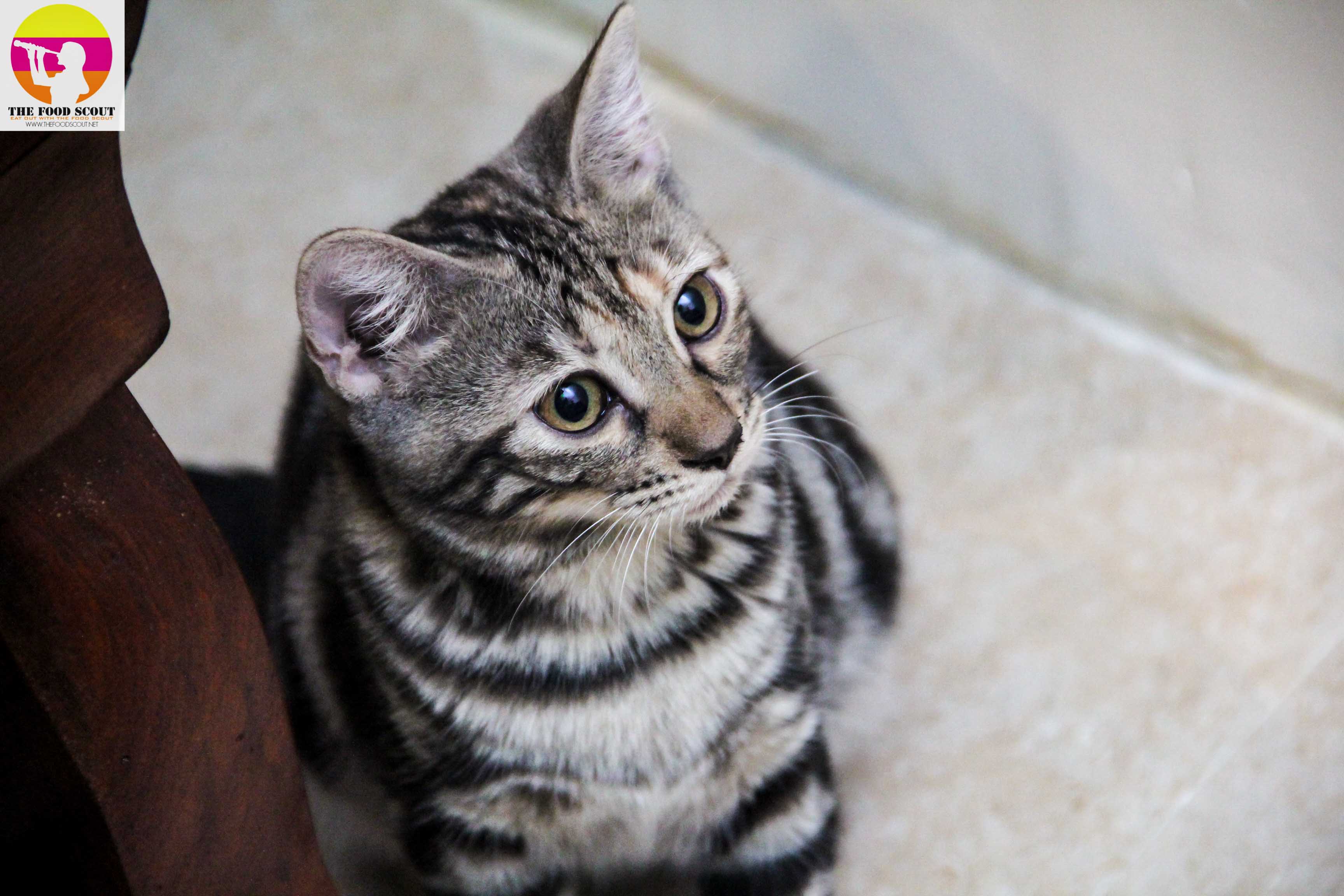 Bengal Brew Cat Cafe in Cubao QC - The Food Scout