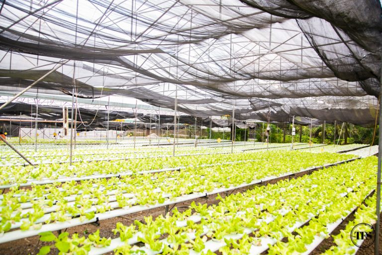 Yoki's Farm in Cavite - The Food Scout